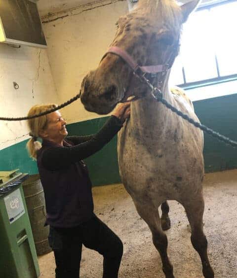 Hästmassage | Schiller