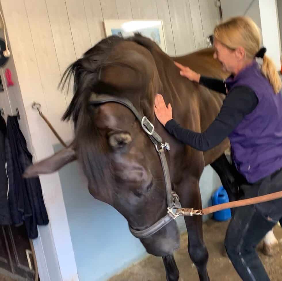 Hästmassage | Schiller